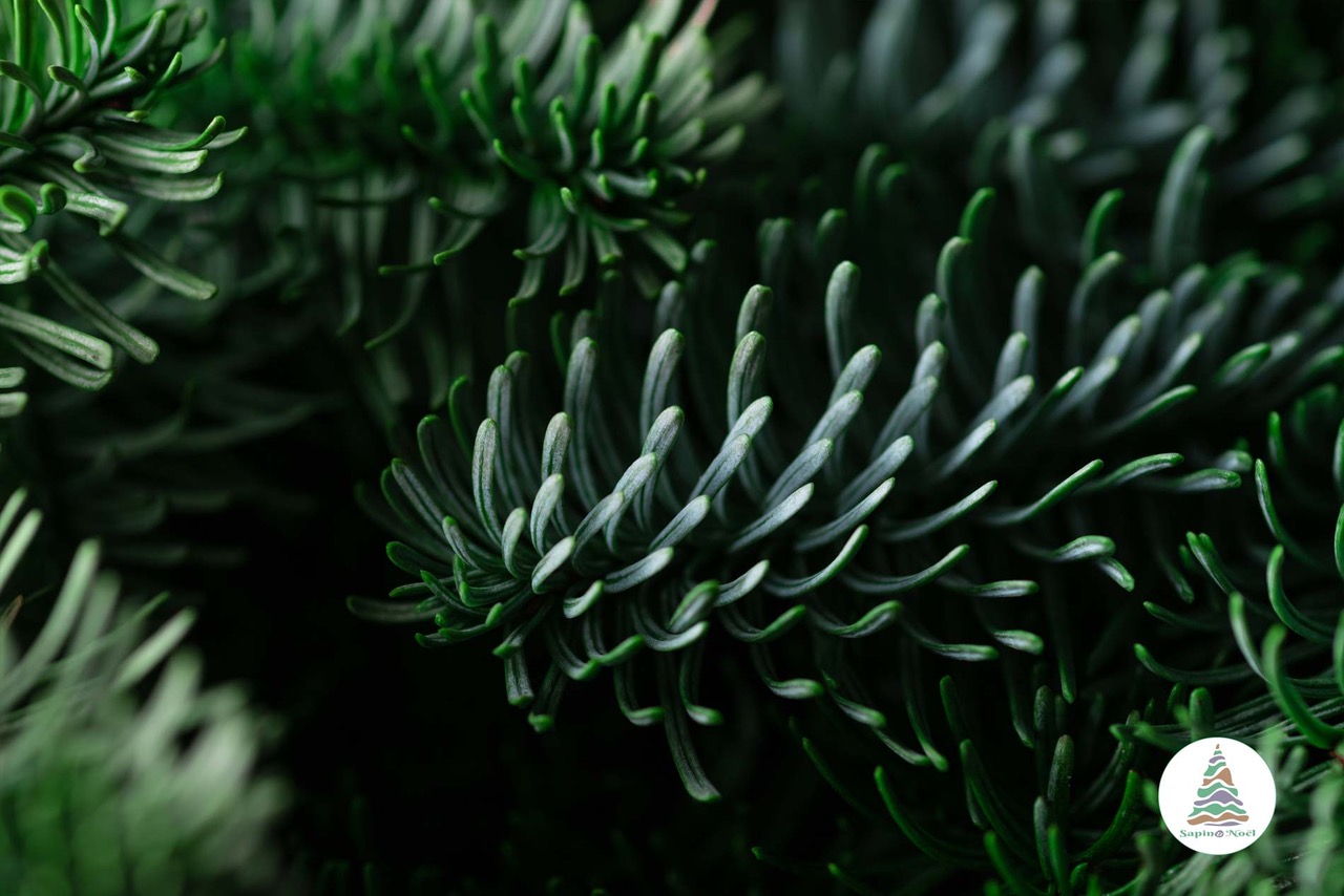 Sapin de noël : quelle espèce choisir pour les fêtes de Noël